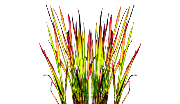 Revitalise Your Skin with Imperata Cylindrica| iS Clinical Skincare